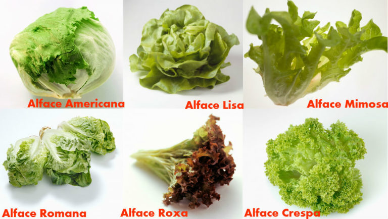 12 Benefícios da Alface para manter a sua saúde em alta!